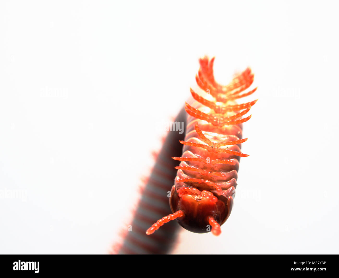 Millipedes, insect with long body and many legs look like centipedes ...