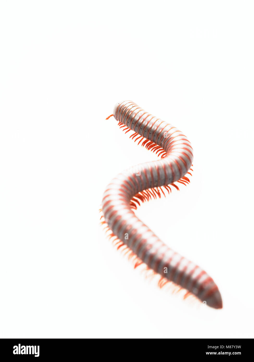 Millipedes, insect with long body and many legs look like centipedes ...