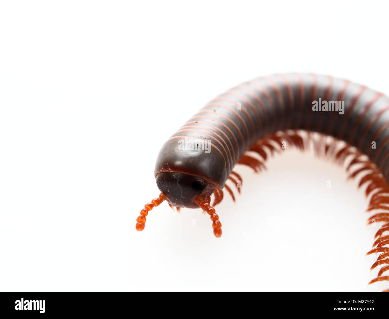 Millipedes, insect with long body and many legs look like centipedes ...