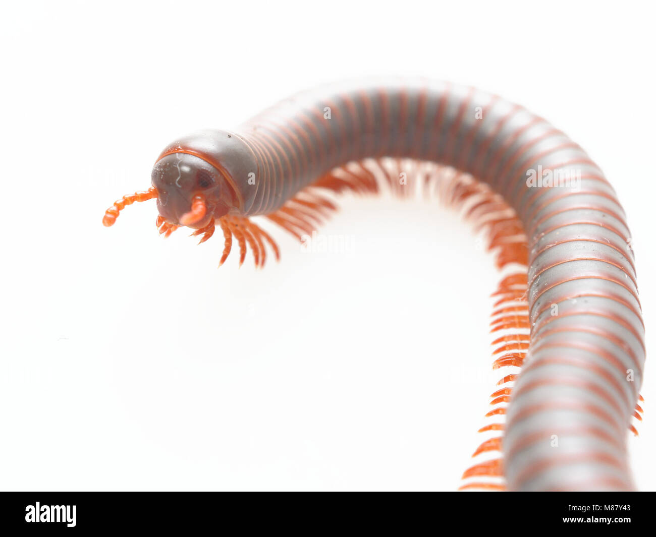 Millipedes, insect with long body and many legs look like centipedes ...
