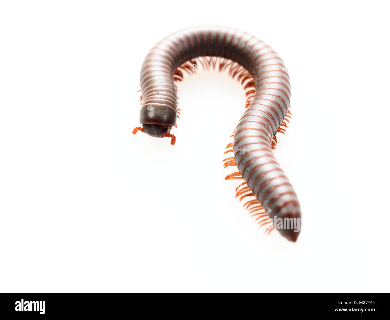 Millipedes, insect with long body and many legs look like centipedes ...