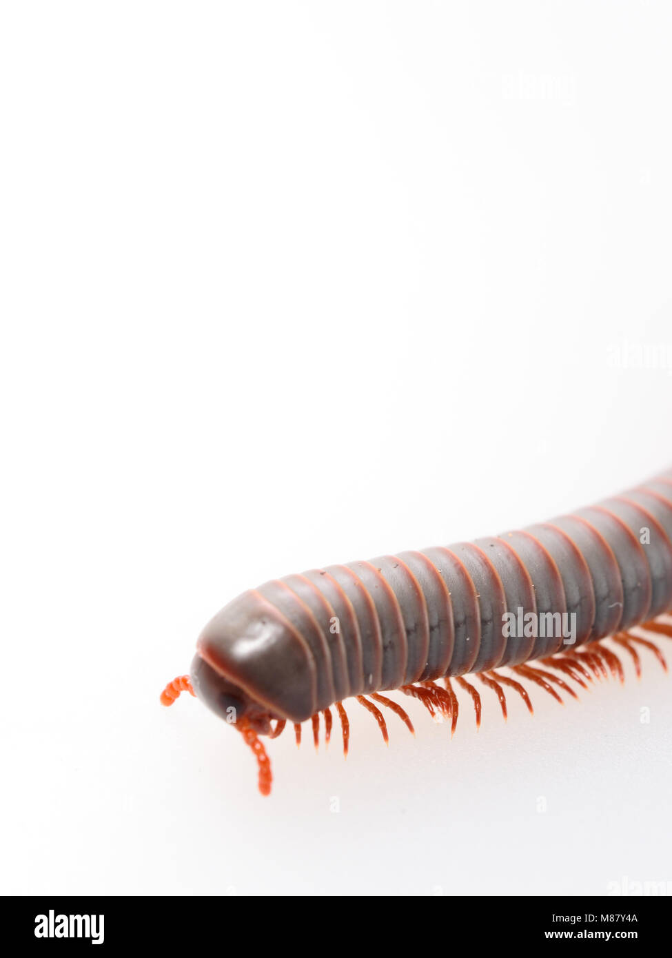 Millipedes, insect with long body and many legs look like centipedes ...