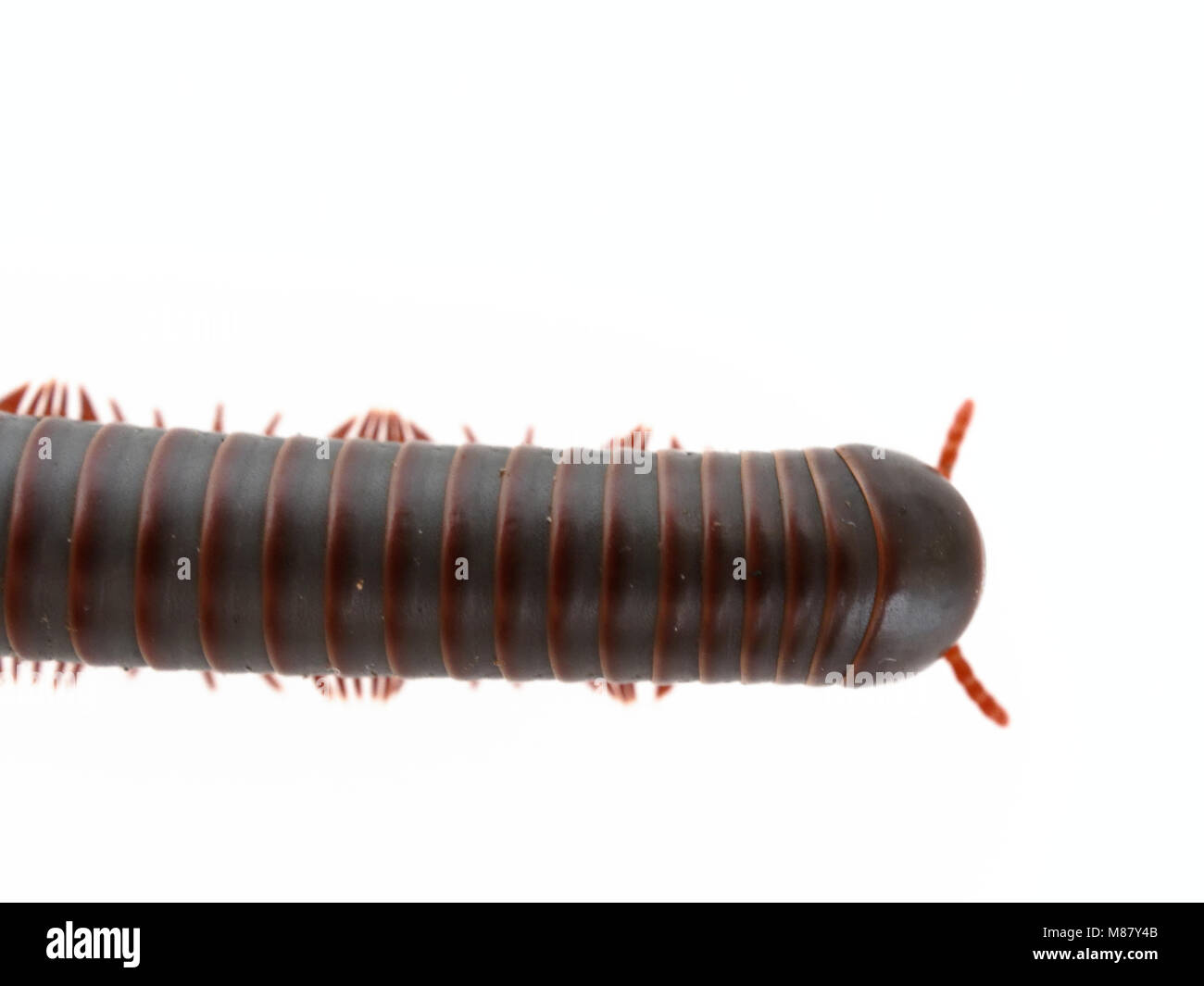 Millipedes, insect with long body and many legs look like centipedes ...