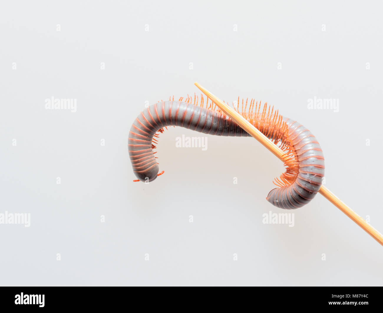 Millipedes, insect with long body and many legs look like centipedes ...