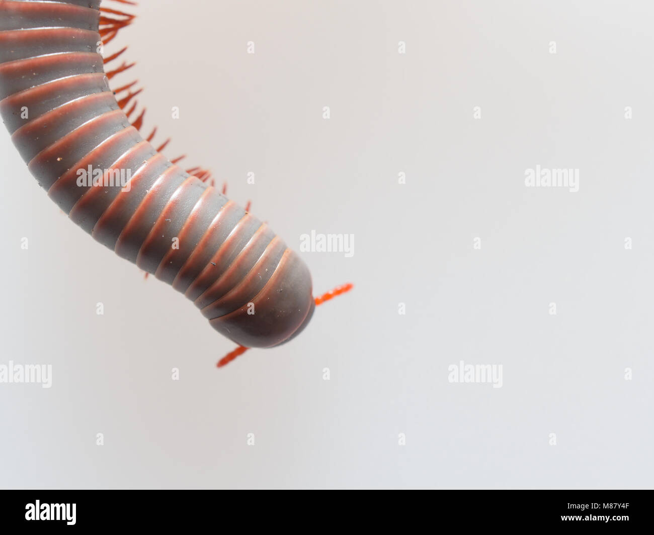 Millipedes, insect with long body and many legs look like centipedes ...