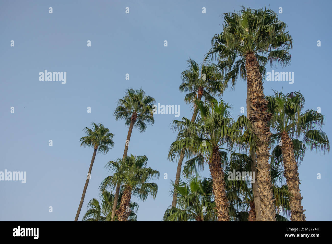 Tall mature tree hi-res stock photography and images - Alamy