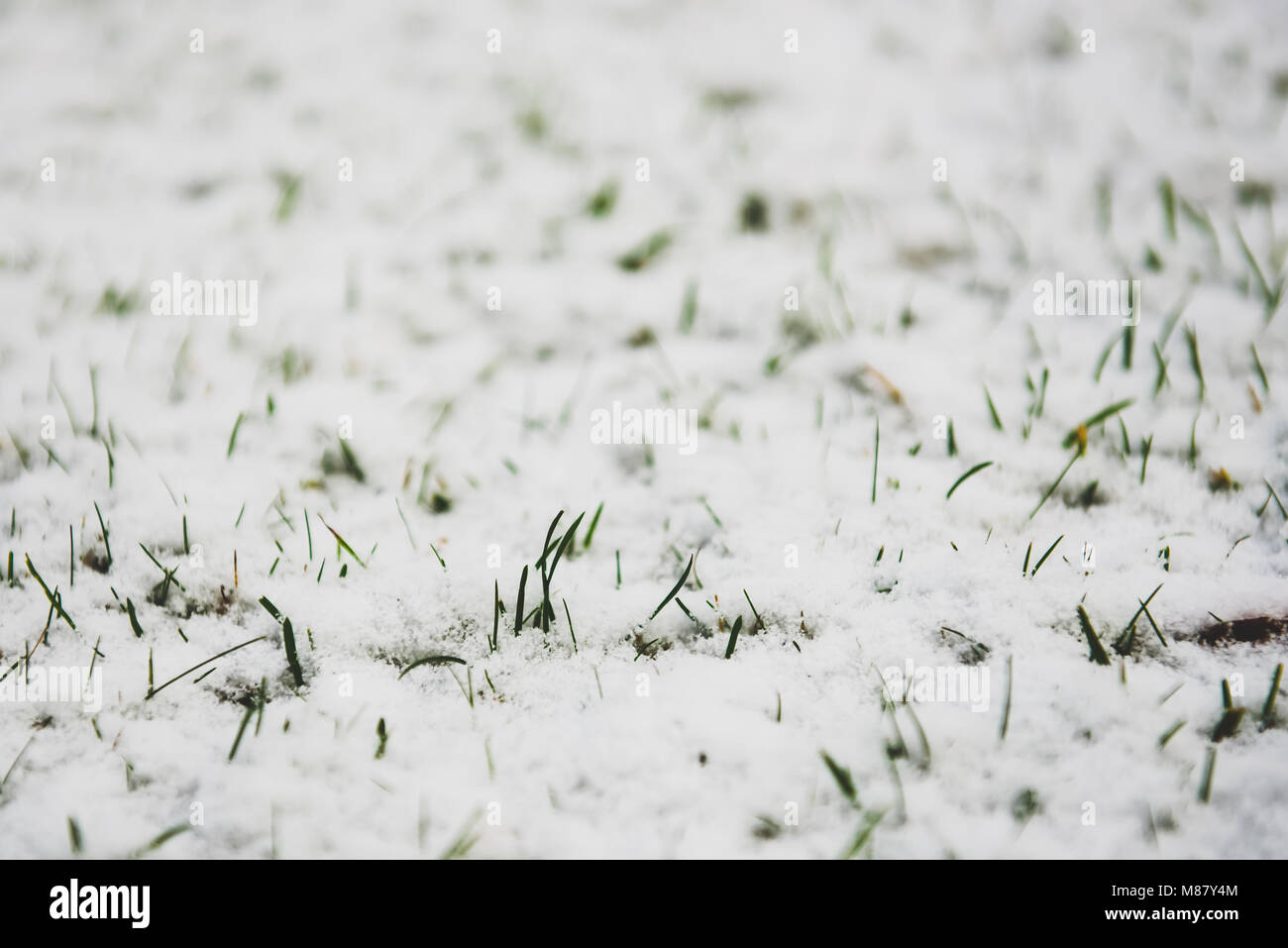 The first snow has come. Snow on grass Stock Photo - Alamy