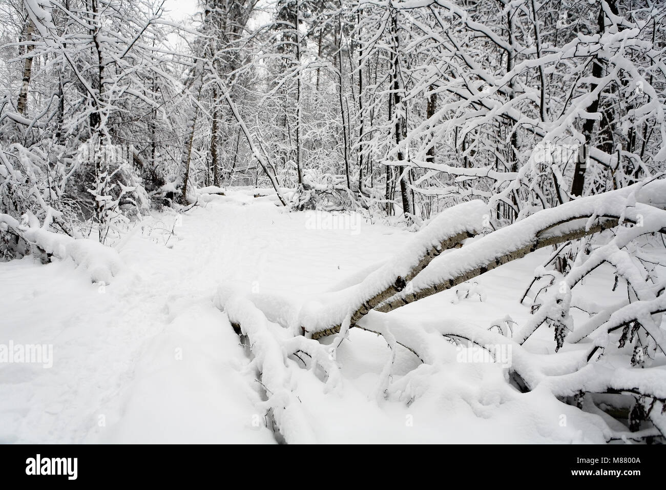 A fallen tree covered with snow lies on the path. Weather and nature ...