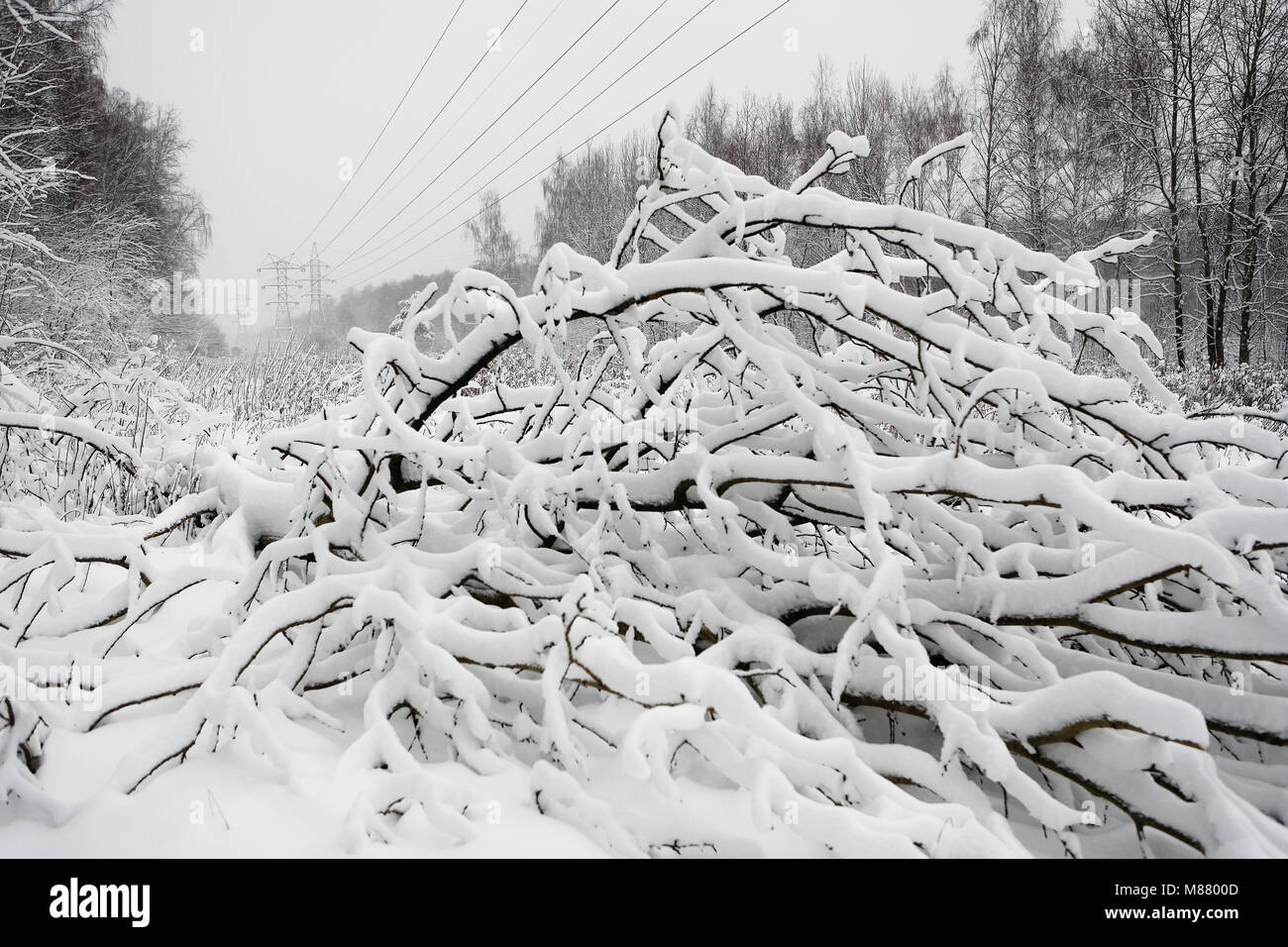 A fallen tree and power lines in the background. Snowy winter Stock ...