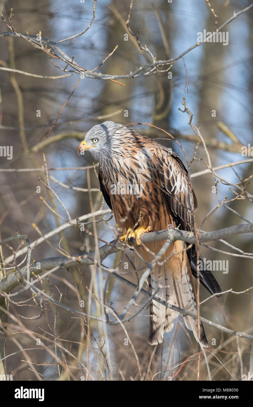 Rotmilan, Rot-Milan, Roter Milan, Milan, Gabelweihe, Milvus milvus, red ...