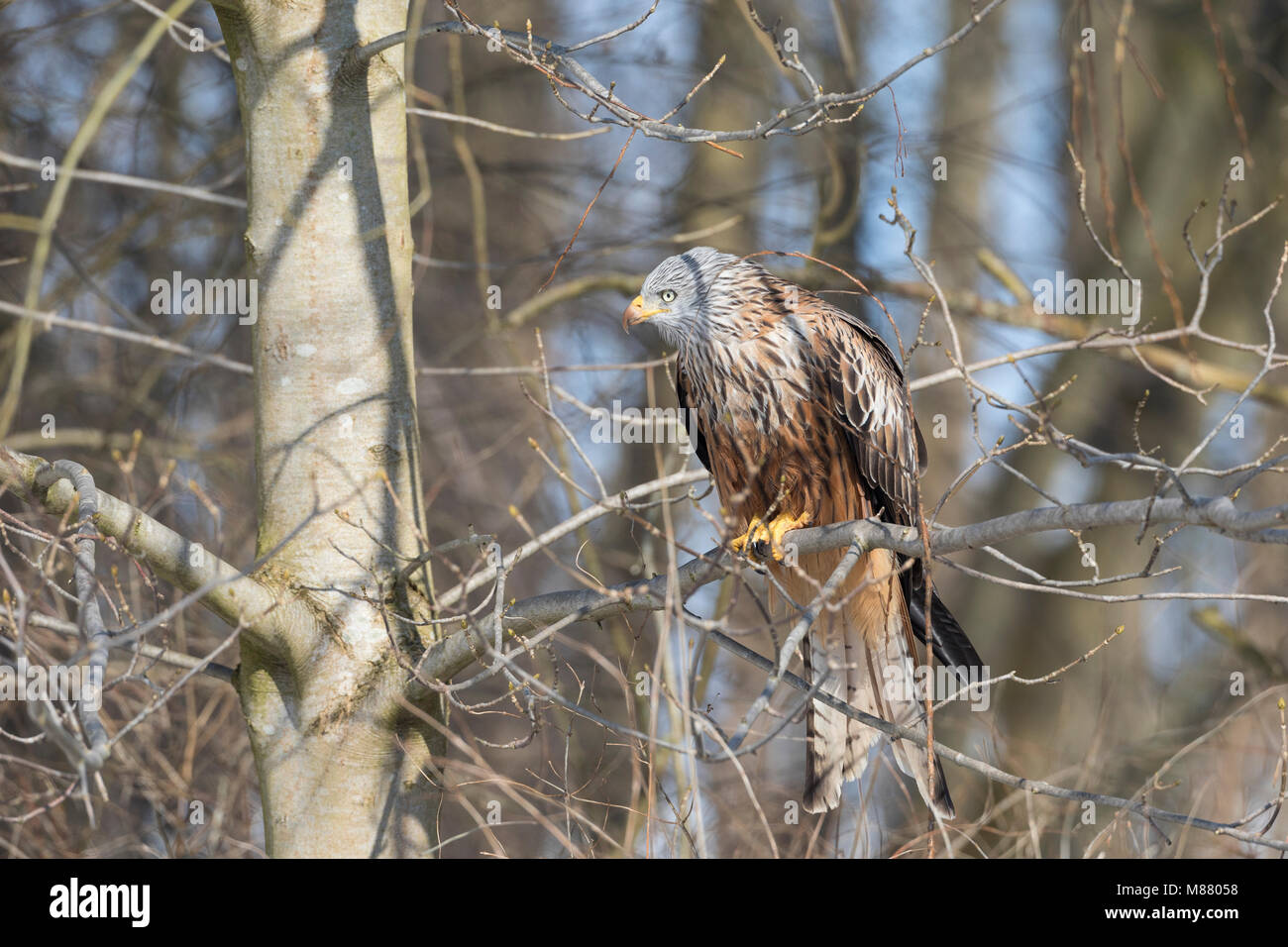 Le milan royal hi-res stock photography and images - Alamy