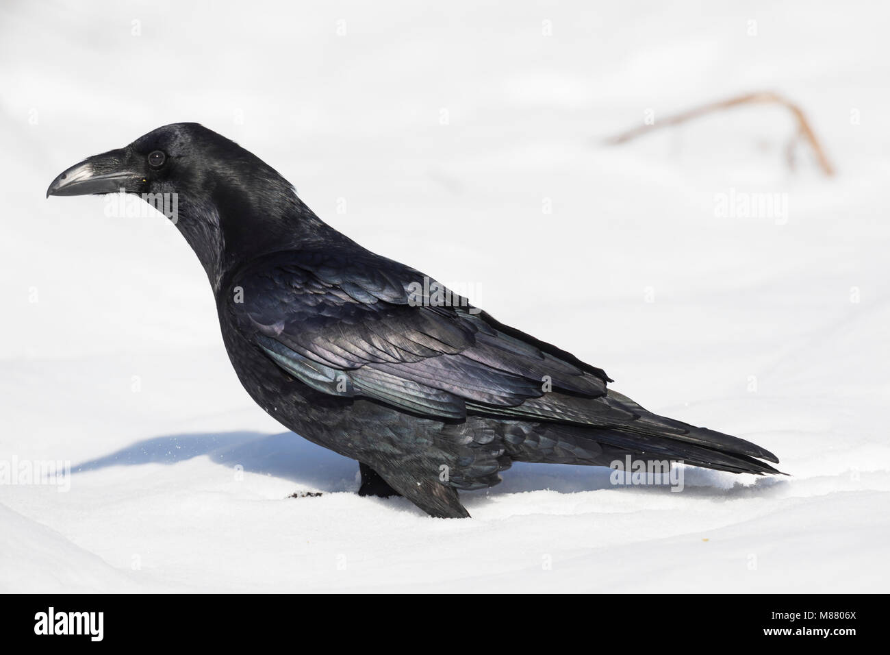 Raven hi-res stock photography and images - Alamy