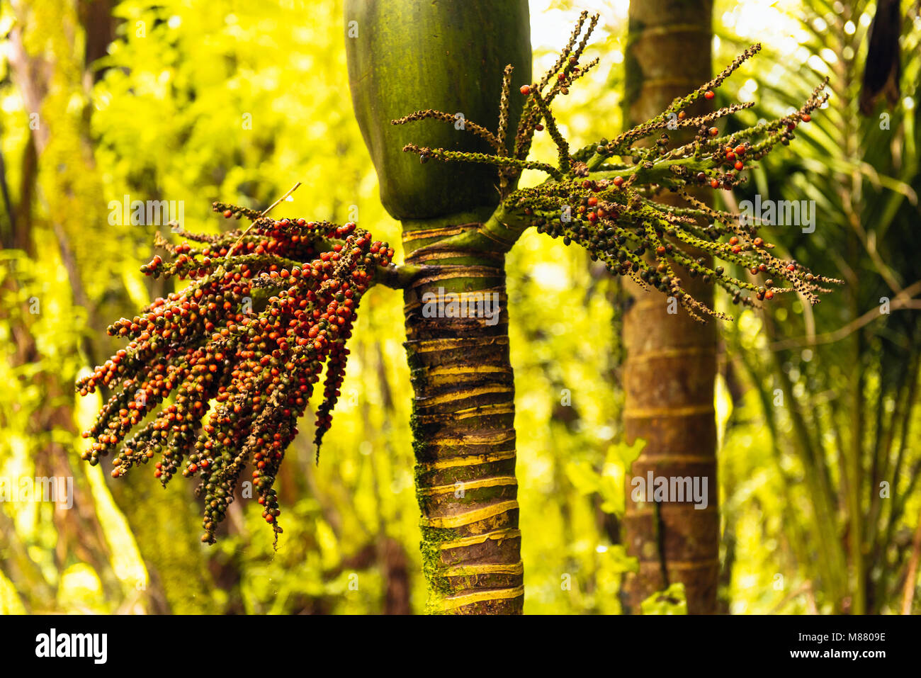 Nikau palm hi-res stock photography and images - Alamy