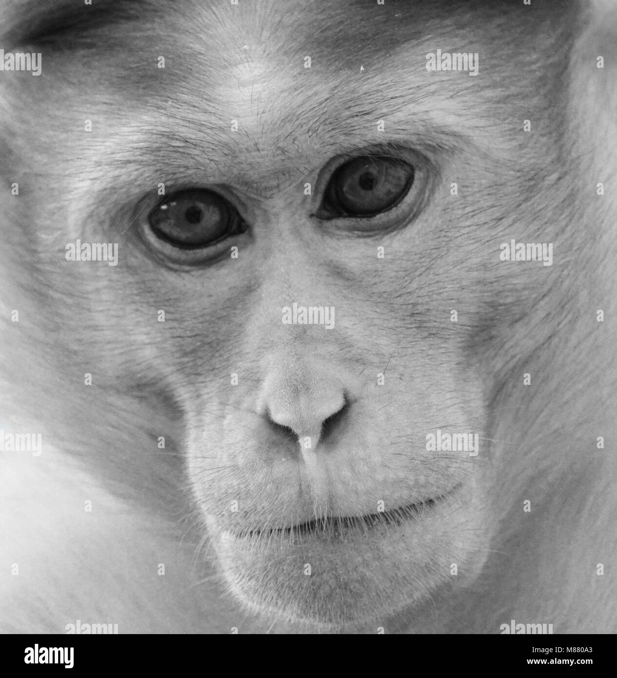 Monochrome side portrait of bonnet macaque monkey Stock Photo - Alamy