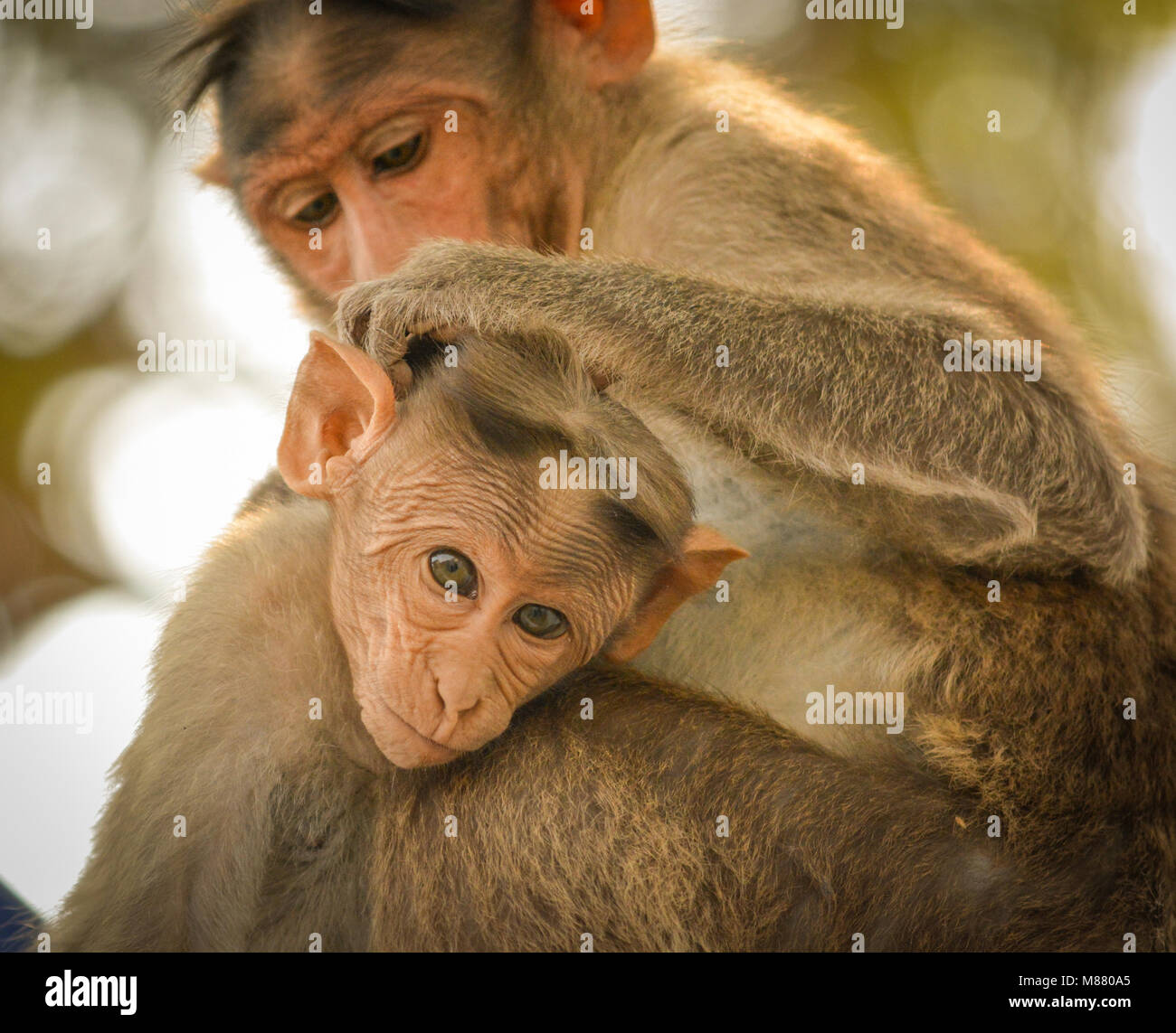 Bonnet macaque baby hi-res stock photography and images - Alamy