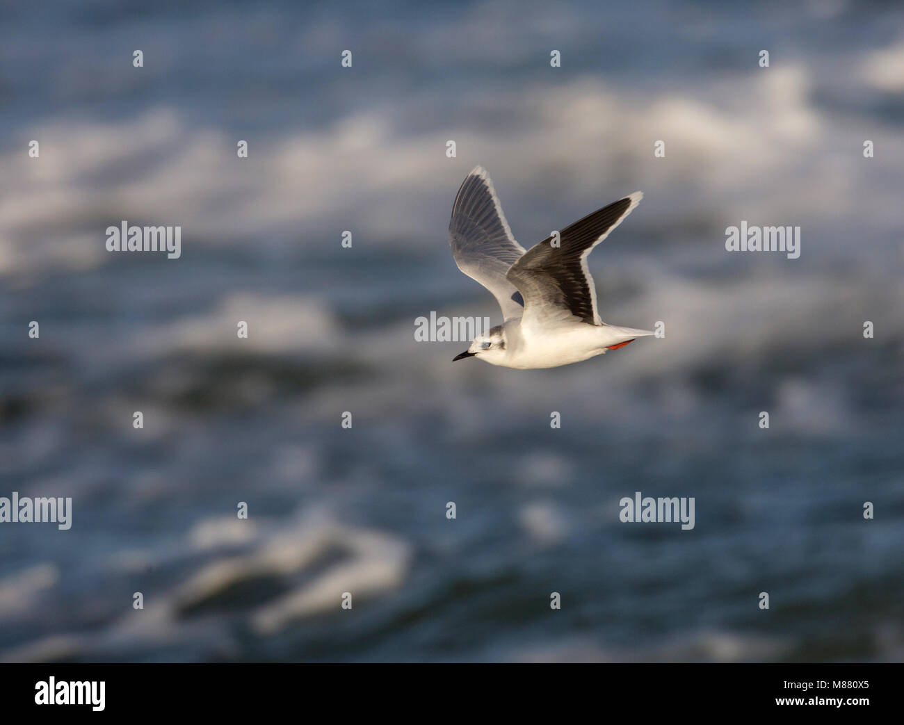 Little Gull (Hydrocoloeus minutus) in flight Stock Photo - Alamy