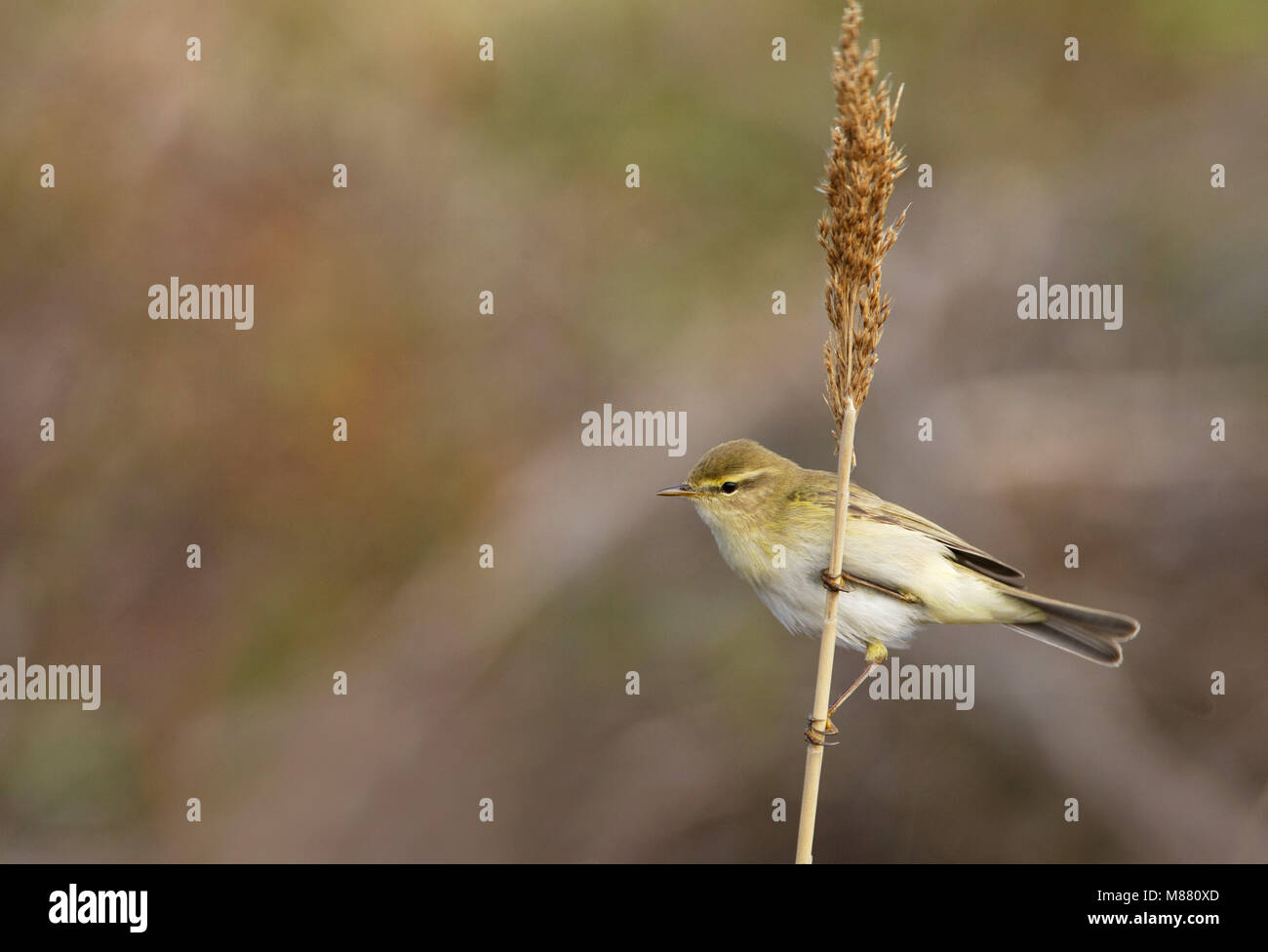 Fitis, Willow Warbler; Phylloscopus trochilus Stock Photo - Alamy