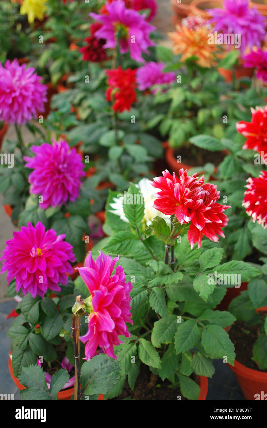 National flower of mexico hi-res stock photography and images - Alamy