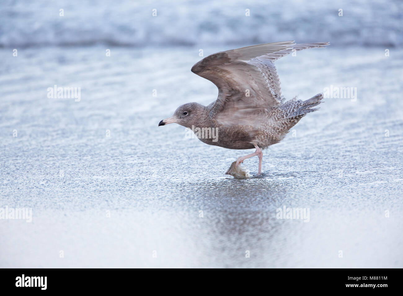 Grote Burgemeester; Glaucous Gull; Larus hyperboreus Stock Photo - Alamy