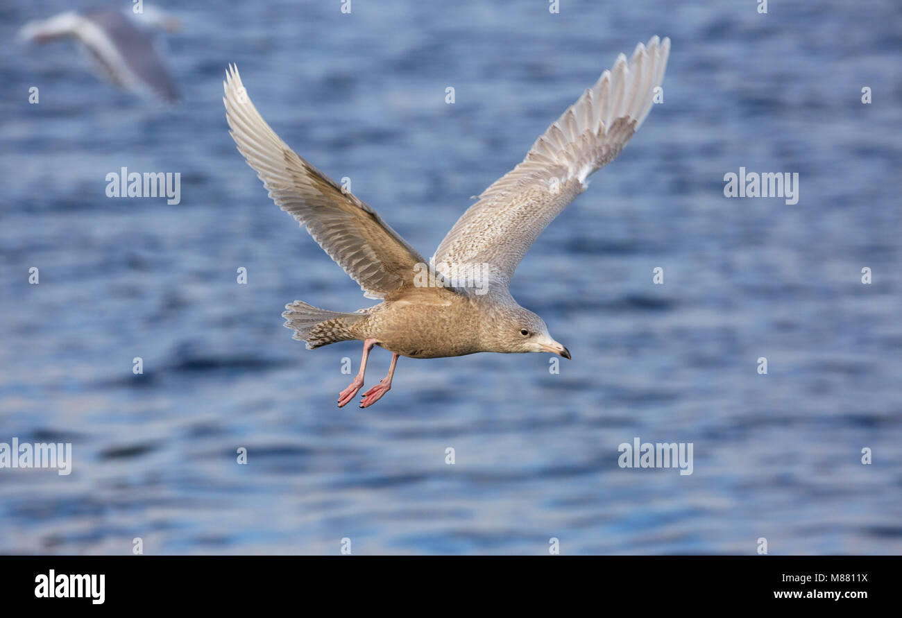 Grote Burgemeester; Glaucous Gull; Larus hyperboreus Stock Photo - Alamy