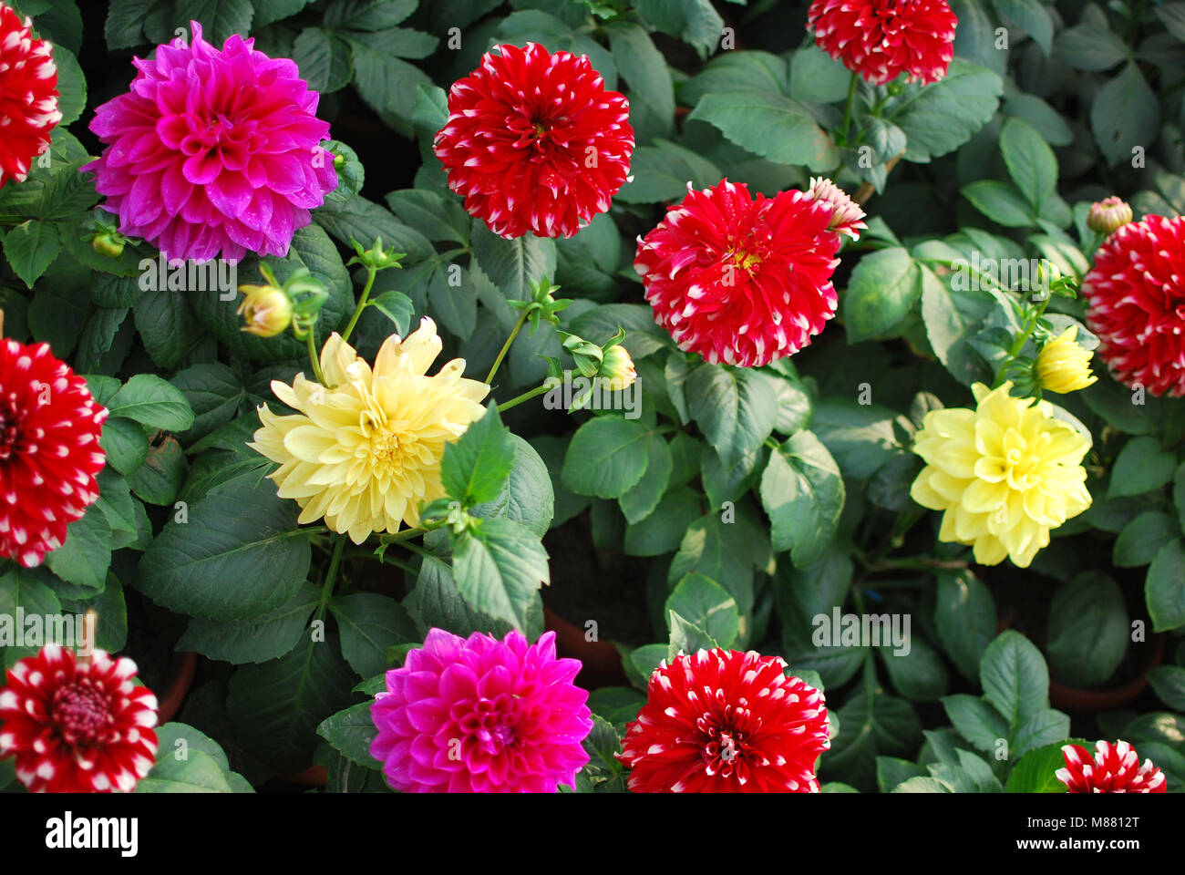 National flower of mexico hi-res stock photography and images - Alamy