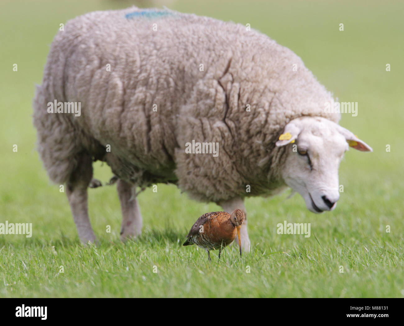 Grutto met schaap Black-tailed Godwit with sheep Stock Photo - Alamy
