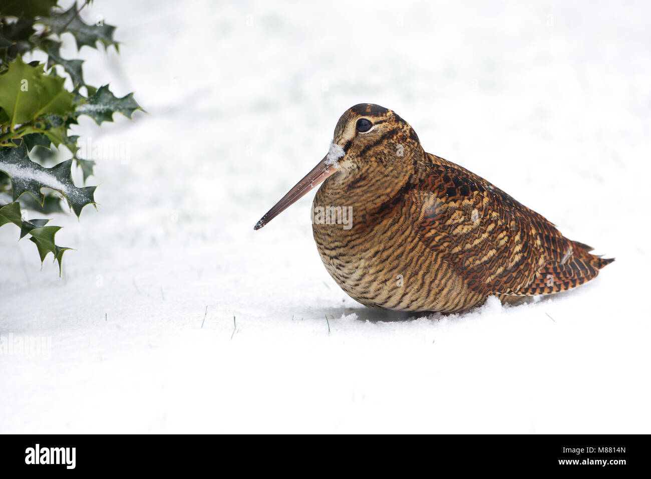 Eurasian woodcock scolopax rusticola hi-res stock photography and ...