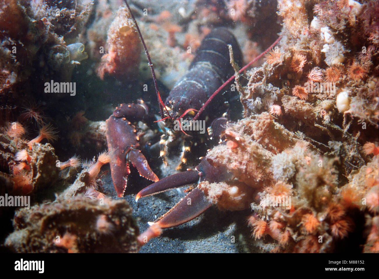 Common Lobster Stock Photos & Common Lobster Stock Images - Alamy