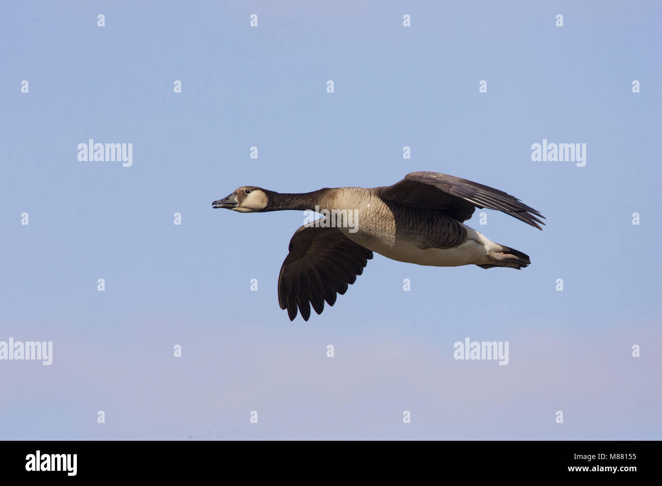 Canadese Gans hybride, Greater Canada Goose hybrid, Branta canadensis ...