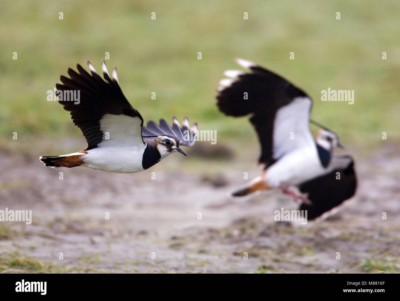 Vliegende Kieviten; Flying Northern Lapwings Stock Photo - Alamy