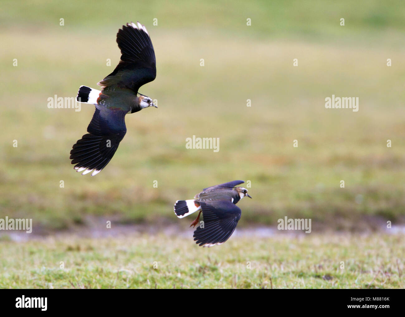 Vliegende Kieviten; Flying Northern Lapwings Stock Photo - Alamy