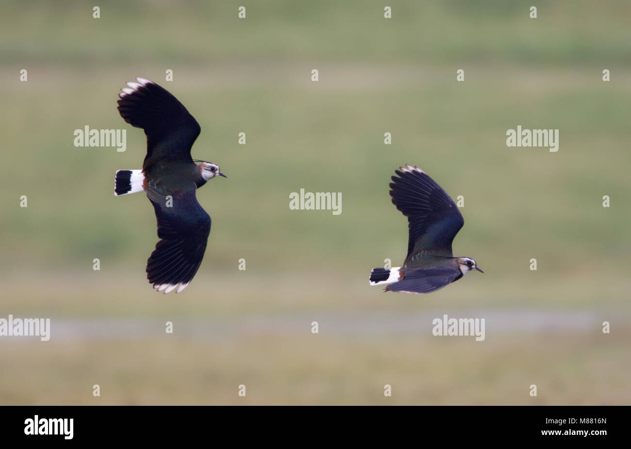 Vliegende Kieviten; Flying Northern Lapwings Stock Photo - Alamy