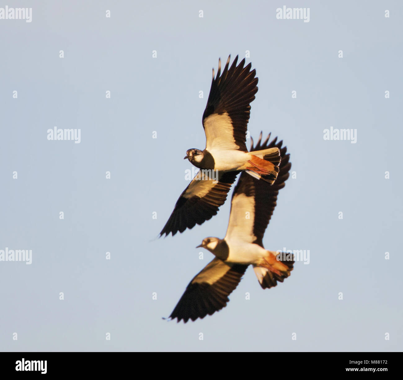 Vliegende Kieviten; Flying Northern Lapwings Stock Photo - Alamy