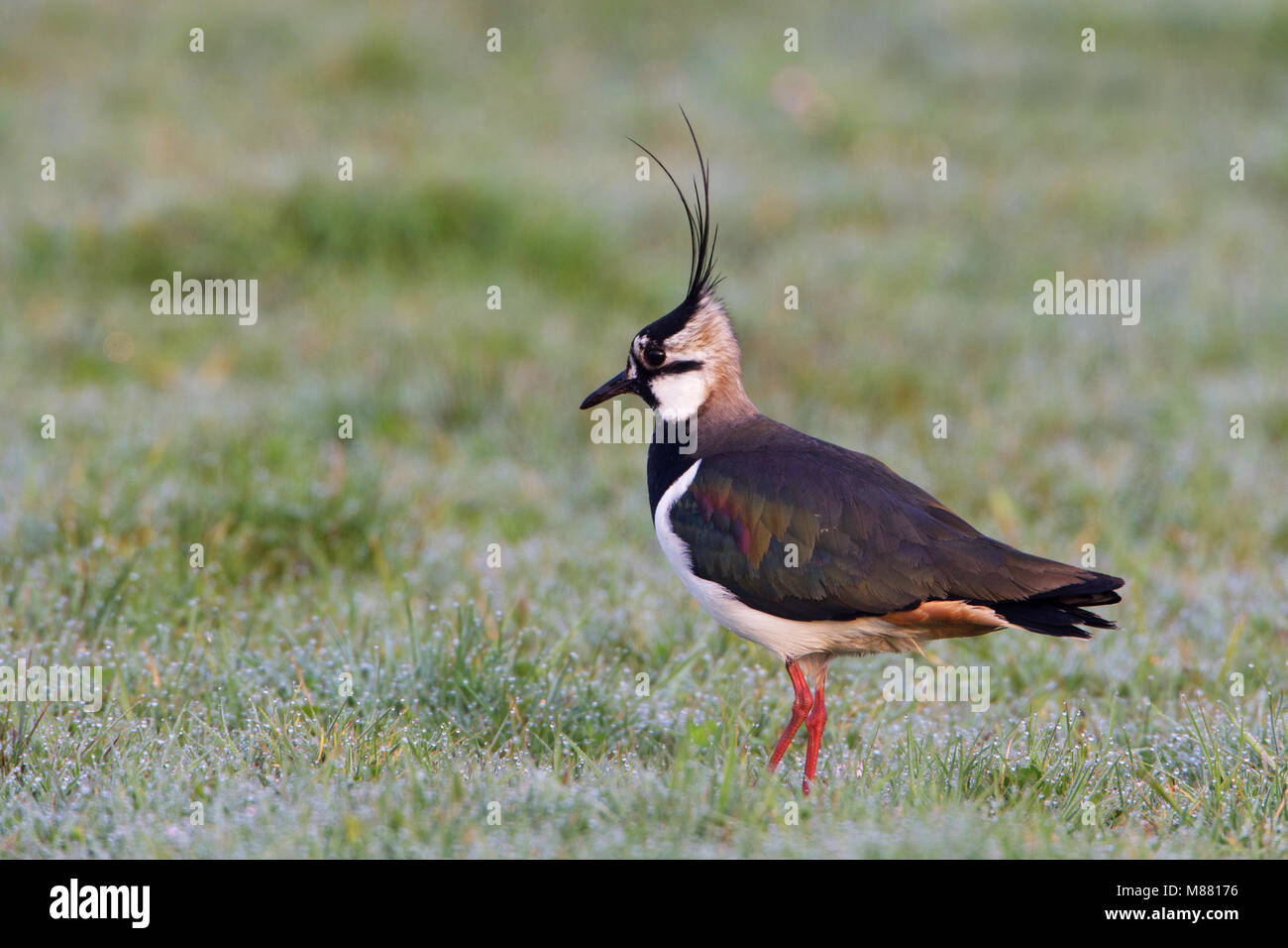 Kievit, Northern Lapwing, Vanellus vanellus Stock Photo - Alamy