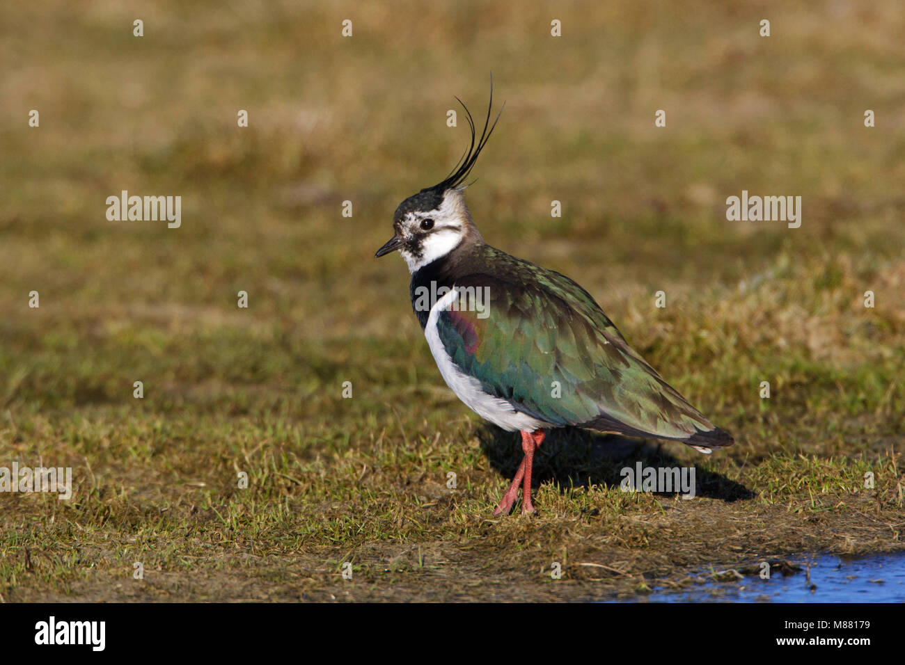 Kievit, Northern Lapwing, Vanellus vanellus Stock Photo - Alamy