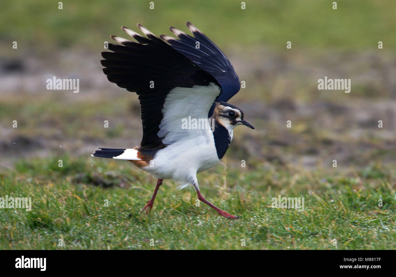 Kievit met baltsgedrag; Northern Lapwing (Vanellus vanellus) showing ...