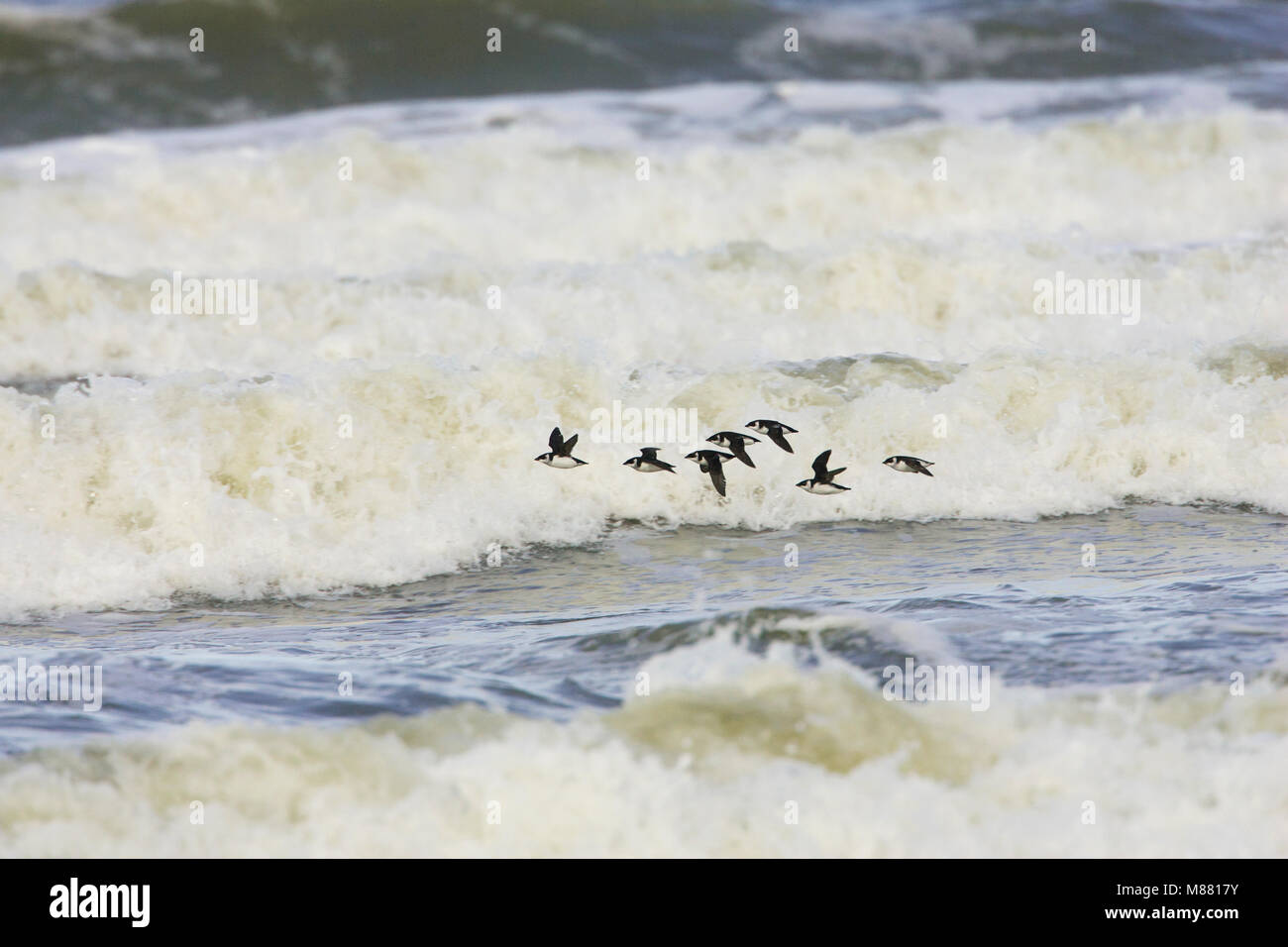 Kleine Alk in vlucht, Little Auk in flight Stock Photo - Alamy