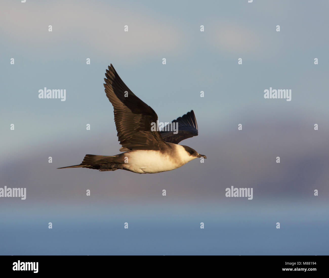 Parasitic Jaeger (Stercorarius parasiticus) adult in flight Stock Photo ...