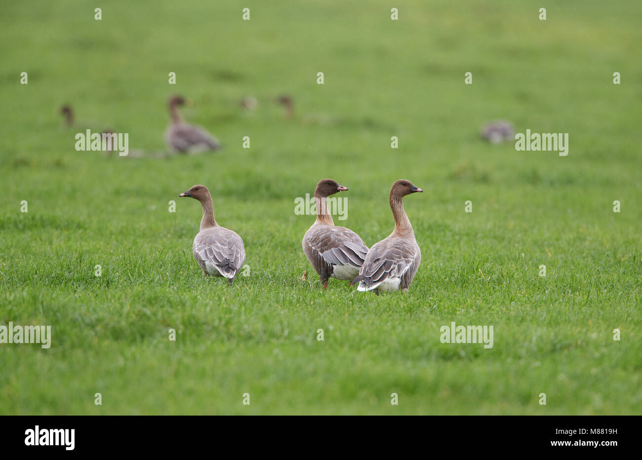 Rietgans hi-res stock photography and images - Alamy