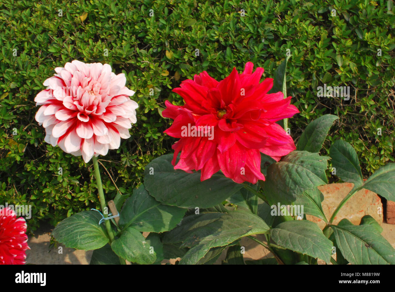 National flower of mexico hi-res stock photography and images - Alamy