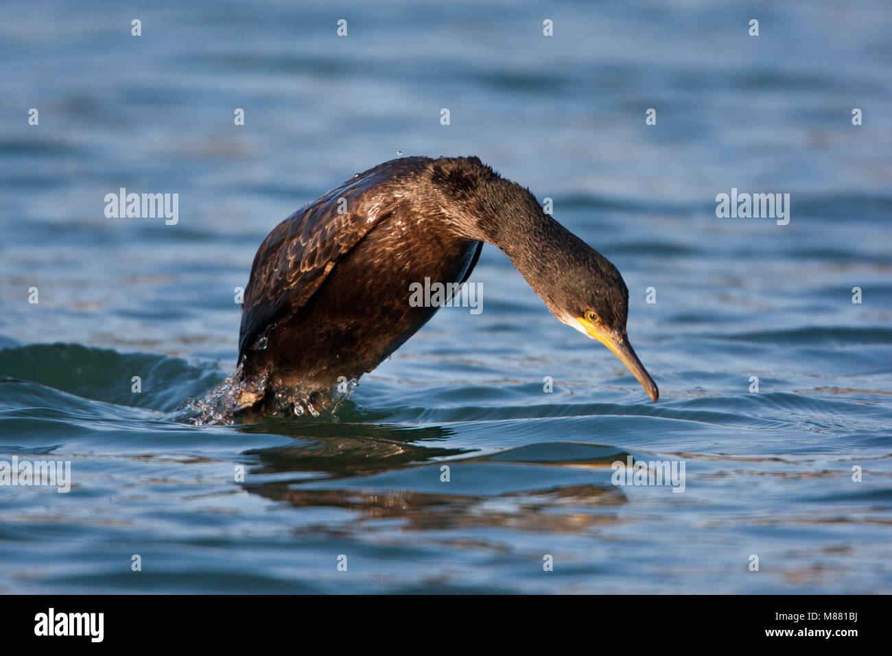 Duikende Kuifaalscholver in de haven van West-Terschelling; European ...