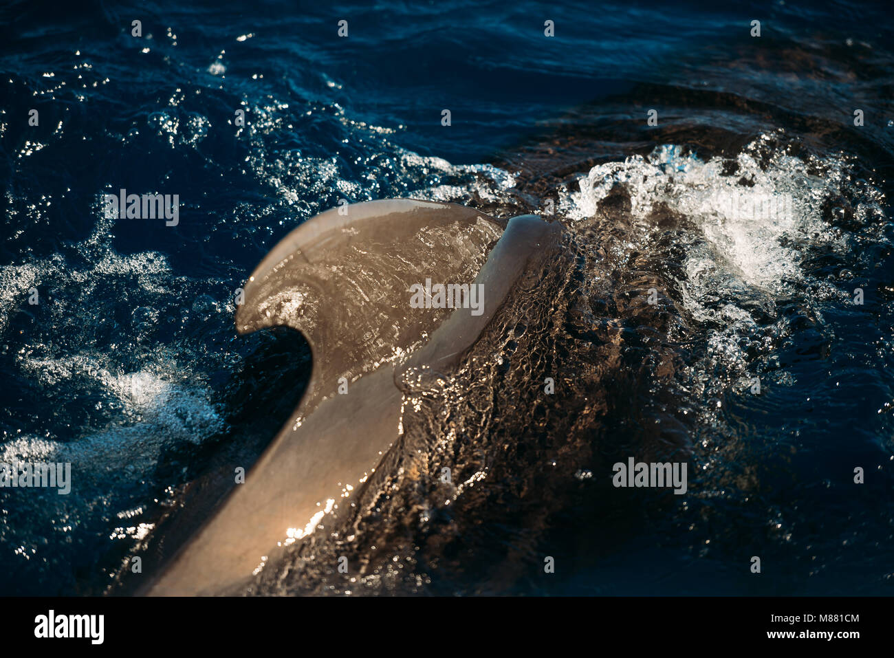 Dolphin fin hi-res stock photography and images - Alamy