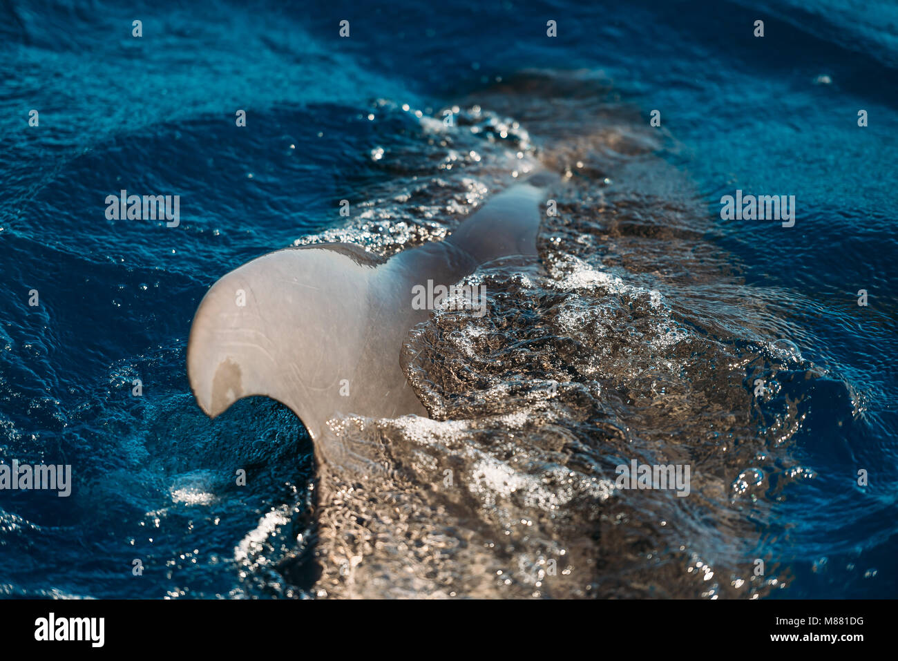 Dolphin fin hi-res stock photography and images - Alamy