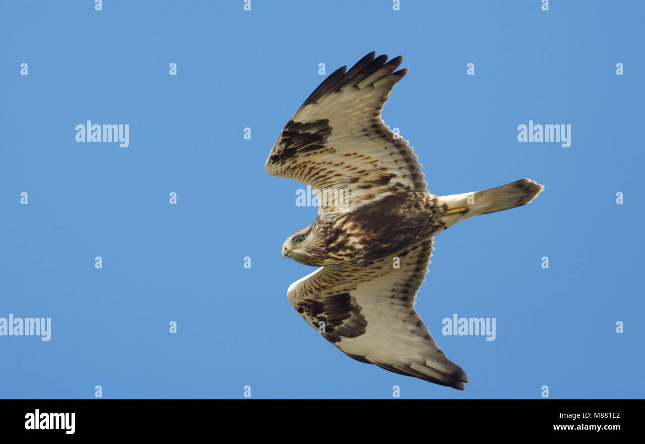 Rough-legged Buzzard in flight Stock Photo - Alamy