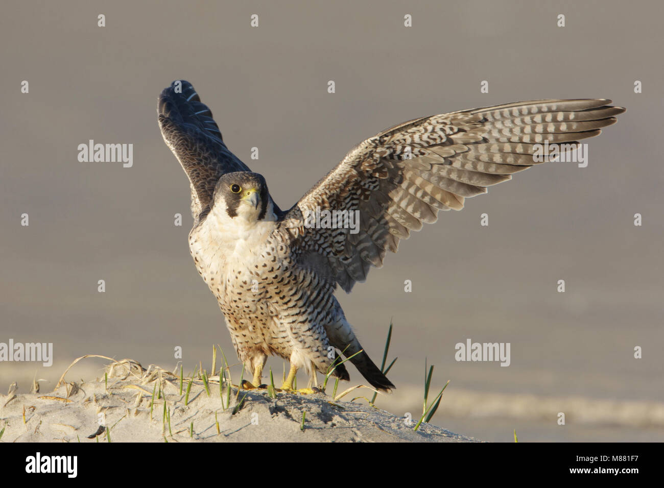 Sand Falcon High Resolution Stock Photography and Images - Alamy