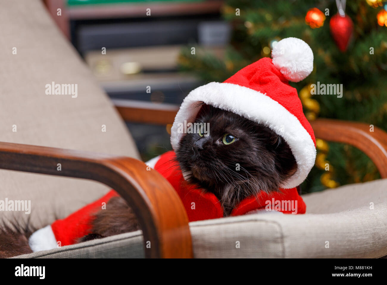 New Year's picture of black cat in Santa costume Stock Photo - Alamy