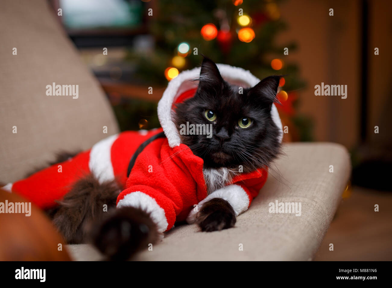 Photo of festive cat in Santa costume sitting in chair Stock Photo - Alamy