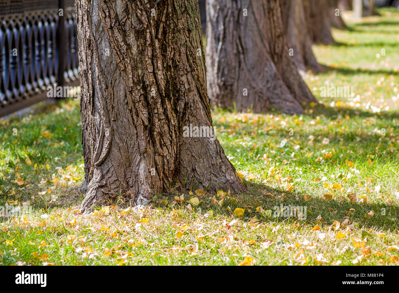 Trunks of trees in a morning sunlight park perspective view. Row of old ...