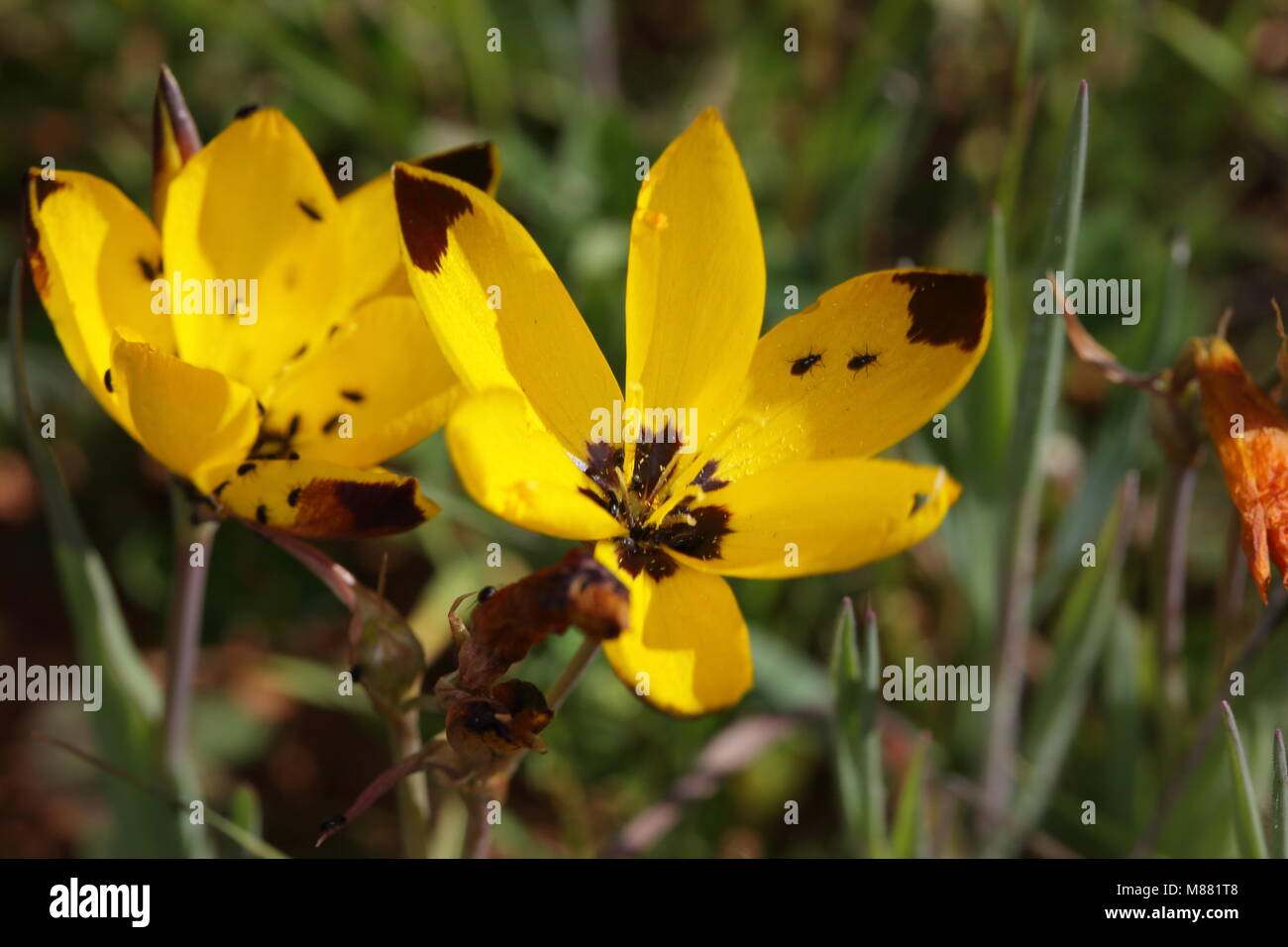 Hesperanthus hi-res stock photography and images - Alamy