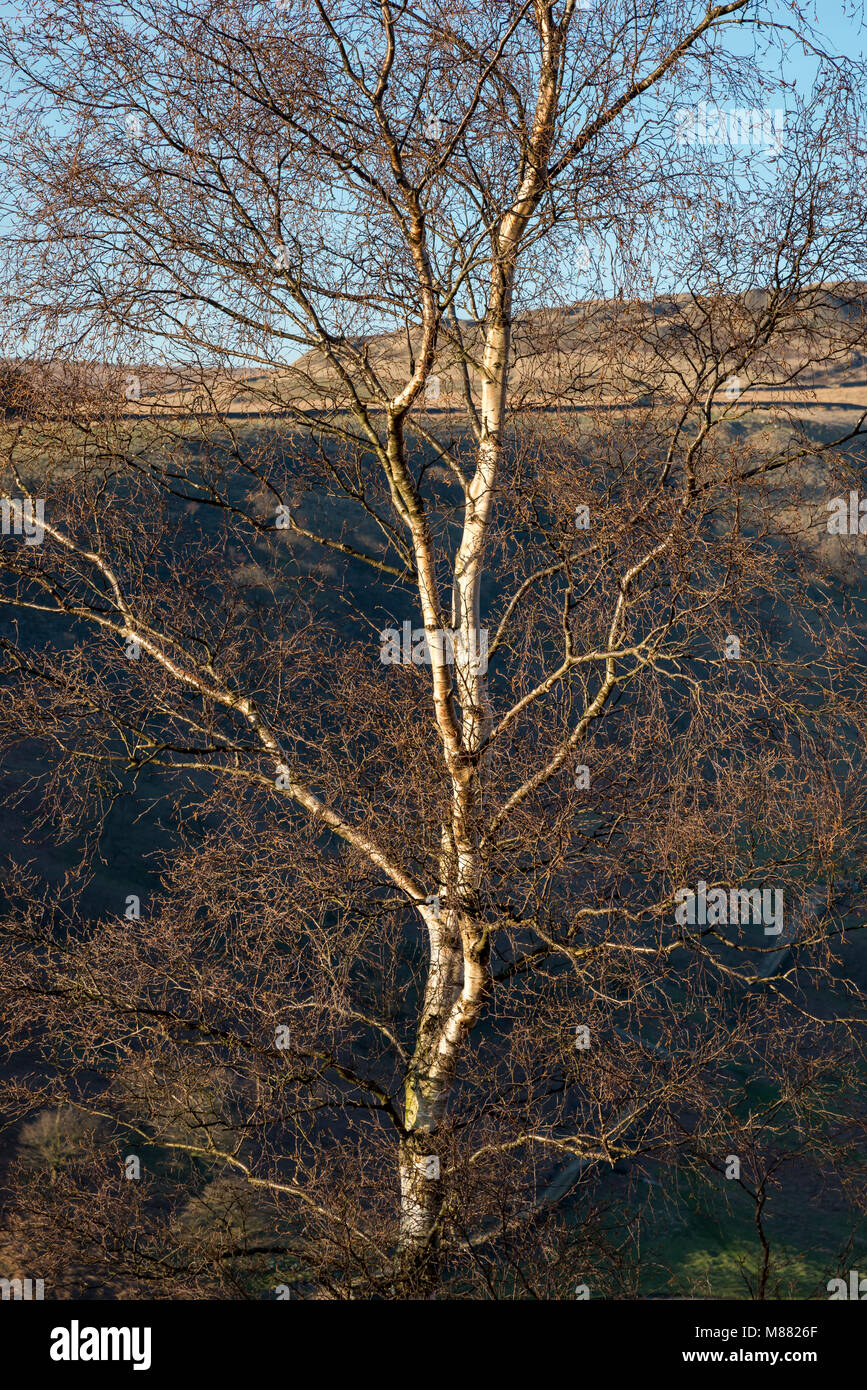Fine branches of a Silver Birch tree in spring sunlight. Shire Hill ...